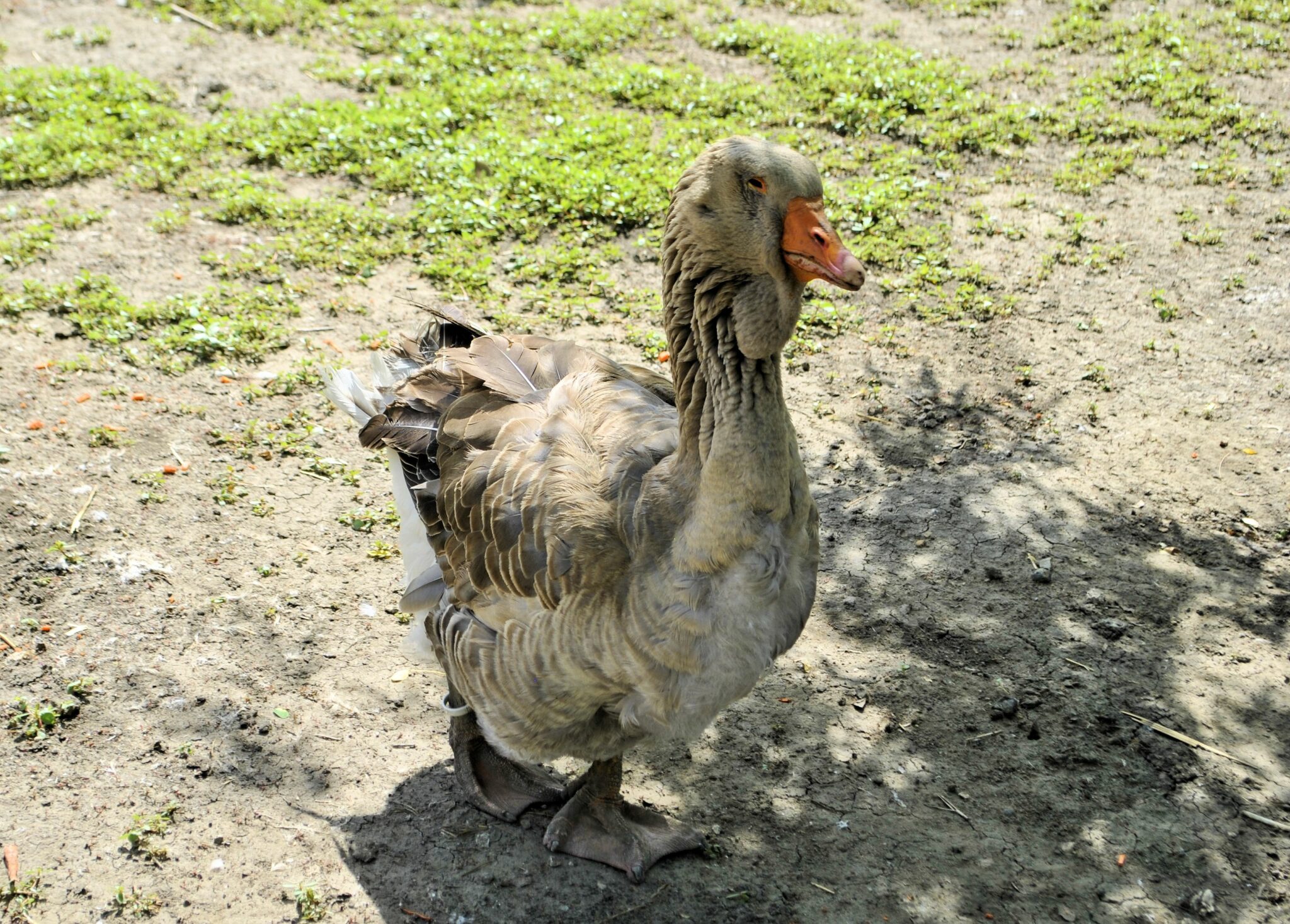 Geese Breeds: Which Ones Are Best for You? - Backyard Poultry